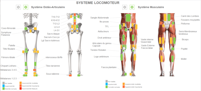 Comment bien remplir les fiches musculosquelettiques et viscérales